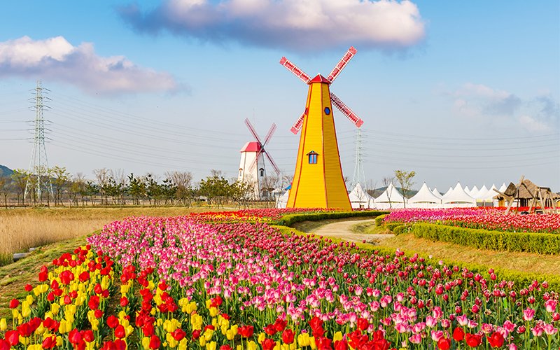 Festival Des Tulipes Aux Pays Bas Un v nement Incontournable Sept Festival Des Tulipes Aux Pays Bas Un v nement Incontournable Sept
